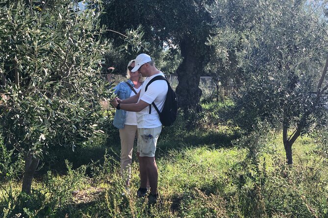Organic Olive Grove Tour & Olive Oil Tasting & Lunch in Kalamata! - Savoring the Traditional Greek Lunch