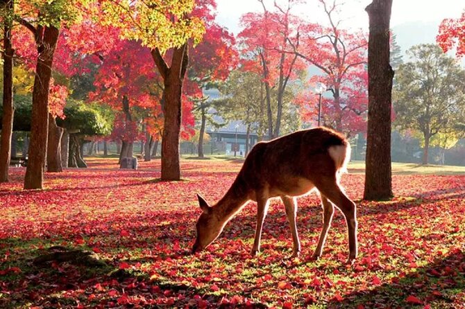 Osaka & Kyoto & Nara Top Hightlights English Speaking Tour - Pricing and Booking Information