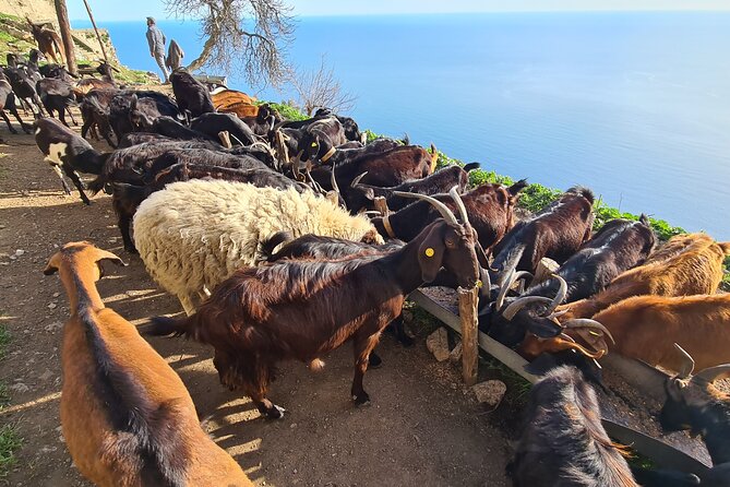 Path of Gods Hike, With Food Experience at Shepherds Hut - Flavors of the Locally Sourced Cuisine