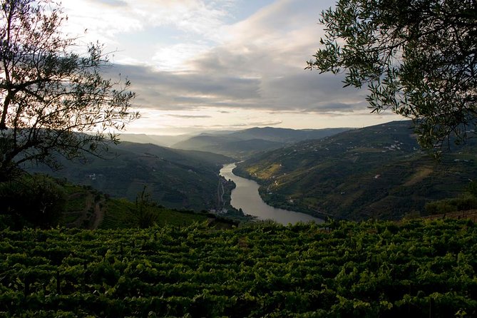 Porto: Douro Valley Wine Tour Including Lunch - Panoramic Cruise on the Douro River