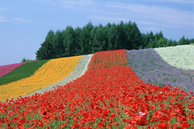 Private Car Tour of Furano and Biei in Hokkaido With Local Guide - Positive Reviews and Feedback