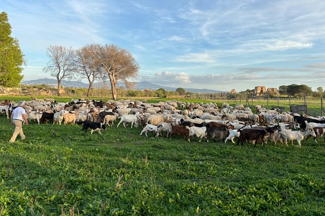 Private E-Bike Tour of Appian Way, Aqueduct & Catacombs With Food - Pricing and Cancellation