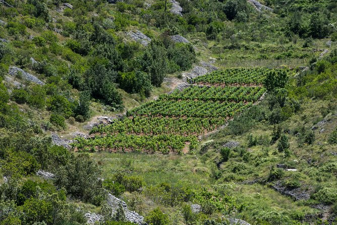 Private Hvar Wine Tasting Tour - Participant Experience