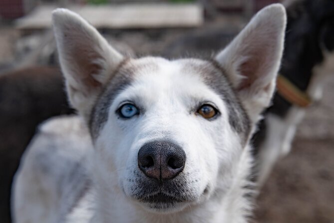 Private Kennel Visit and ATV Tour With the Huskies - Customer Reviews