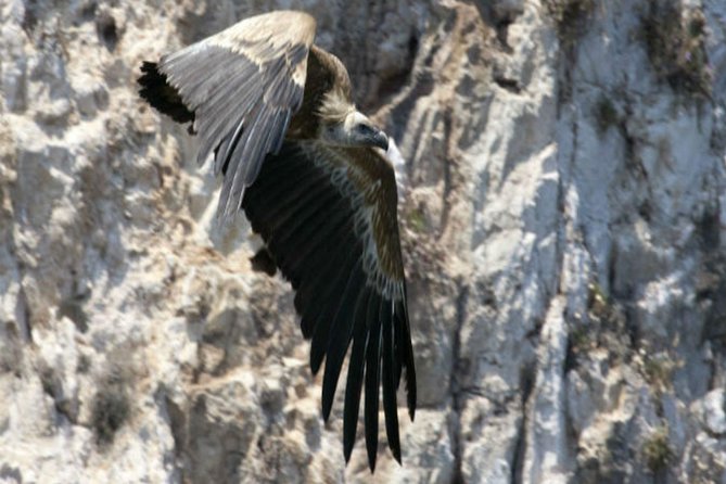 Private Plavnik Island Half-Day Boat Trip With Capt. Bobo - Highlights of the Tour