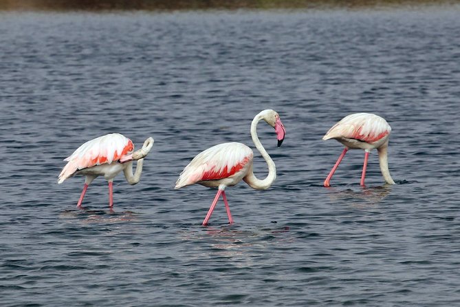 Private Sightseeing Boat Tour in Ria Formosa at Olhão - Recommended by Travelers