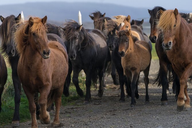 Private Tour: Golden Circle Tour by Luxury SUV From Reykjavik - Booking and Cancellation Policies