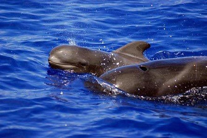 Private Yacht Tour With Whale and Dolphin Watching 33 Foot Boat - Customer Reviews