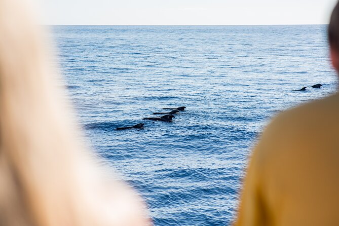 Royal Delfin - 2Hour Sustainable Dolphin & Whale Watching Mini Cruise - Customer Feedback and Insights