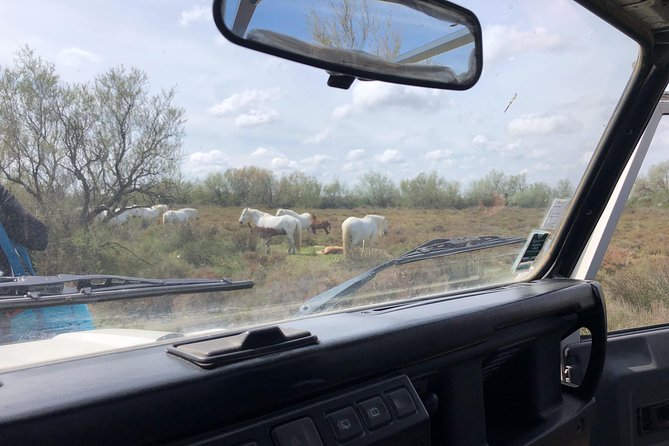 Safari 4x4 Camargue 2 Hours - Saintes Maries De La Mer - Private Tour - Clarification on Camargue Horses