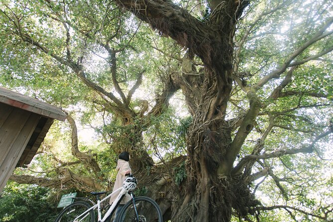 Sakurajima One Day Round Journey E-bike Tour - Health and Accessibility
