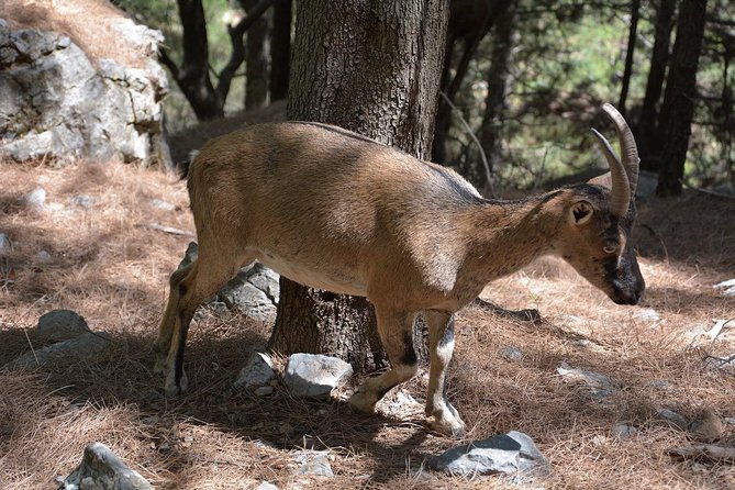 SAMARIA GORGE: One of the Most Important in Europe From Rethymnon - Reviews and Recommendations