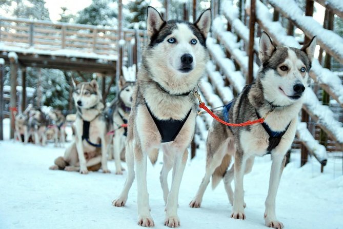 Santa Claus Village Guided Tour & Arctic Animals Adventure - Pricing and Booking Details