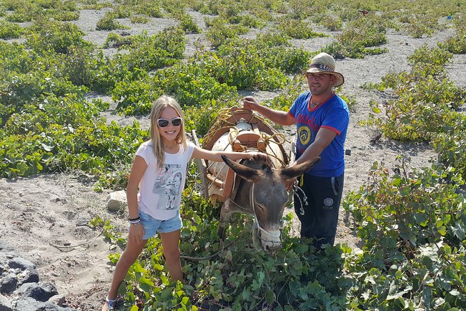 Santorini: 4hr Private Wine Tasting Tour - Guest Reviews and Testimonials