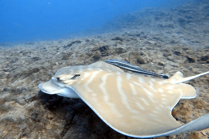 Scuba Diving for Certified Divers in Costa Adeje - Comprehensive Equipment and Inclusions