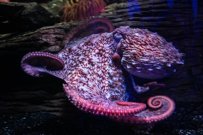 SEA LIFE Birmingham Admission Ticket - Location and Getting There