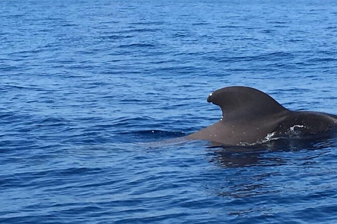 SEA SAFARI Dolphins, Whales, 3h Speedboat DISCOVERY-TOUR - Customer Feedback and Ratings
