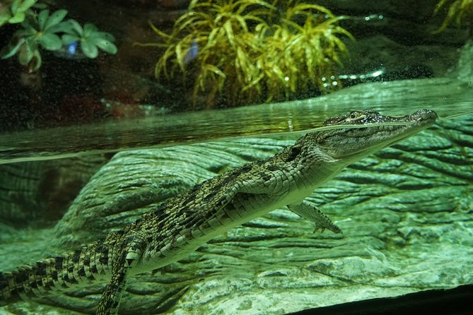 Seville Aquarium Admission Ticket - Admission Prices and Booking