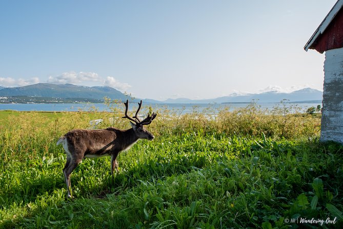 Small-group Arctic Landscapes Sightseeing Review - Guides and Eco-Conscious Practices