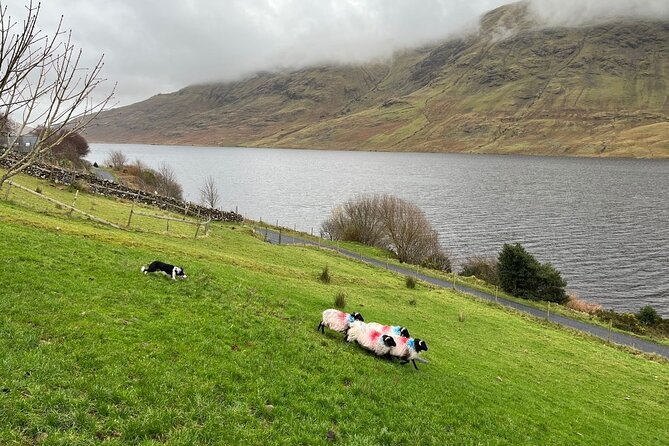 Small Group Aughnanure Castle, Sheepdog Demo & Connemara Tour - Pricing and Booking Information