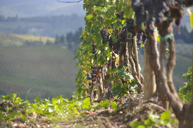 Small Group Chianti Tour Review - Winery Visits