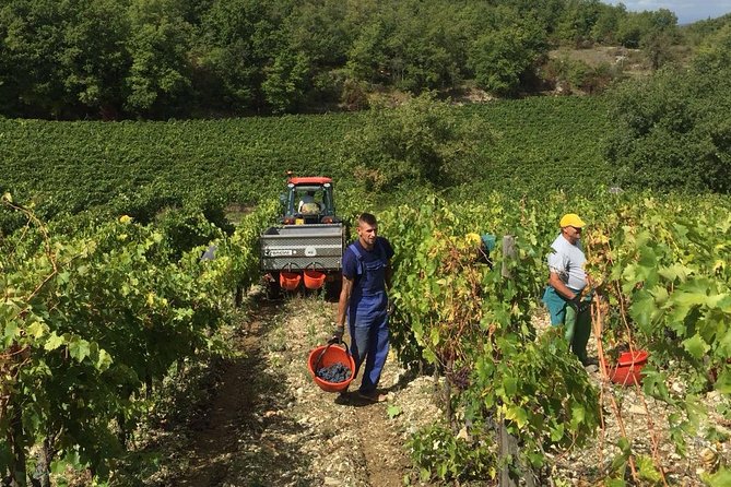 Small Group Chianti Wine Tasting With Seven Tuscan Wines - Traveler Ratings and Feedback