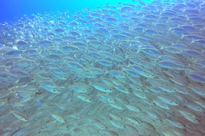 Snorkel Experience in Lanzarote - Convenient Meeting Point and Accessibility