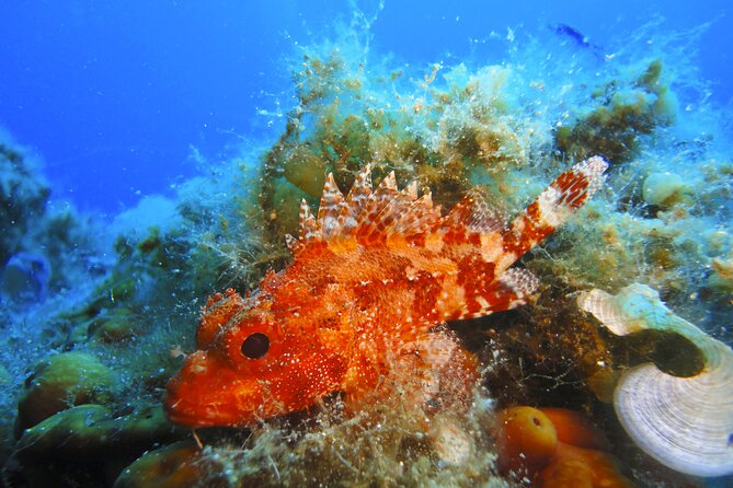 Snorkeling Adventure Trip - Traveler Testimonials