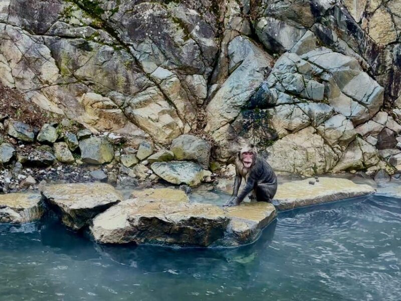 Snow Monkey Park & Zenko-ji Temple Nagano One Day Tour - Important Information