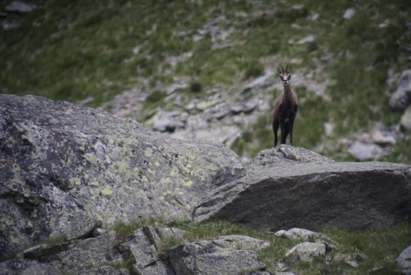 Switzerland: Closer to Nature. Private Nature Safaris - Observing Wildlife in Genevas Nature Reserves
