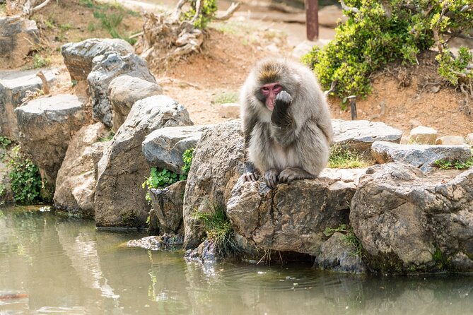 Tailored Full Day Private Experience of Kyoto for 1 Day Visitors - Inclusions and Cost Breakdown