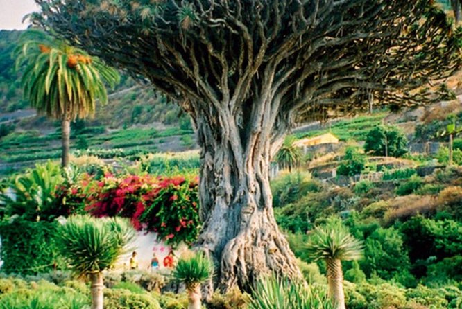 Teide-Icod-Garachico-Masca (Most Popular Bus Tour in Tenerife) - Booking and Cancellation Policy