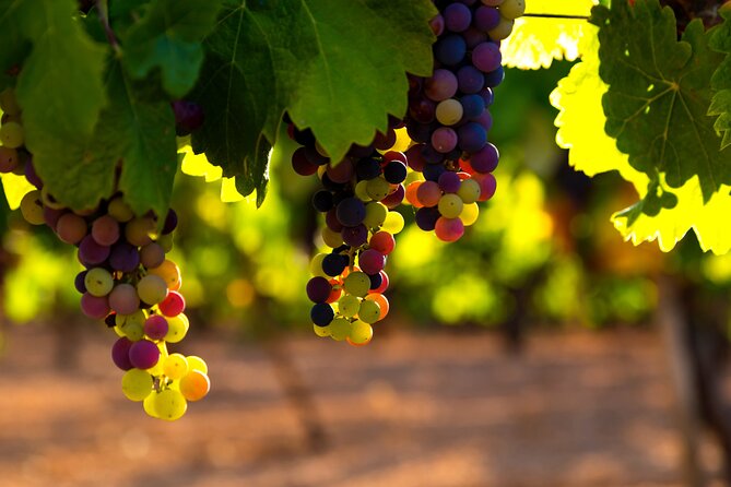 The Real Rioja Explore Tour - Private Experience - Exploring the City of Laguardia