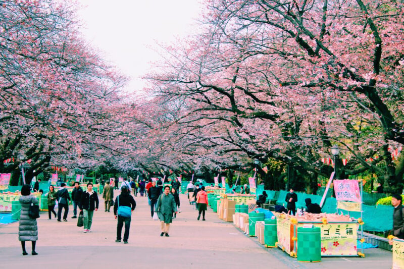 Tokyo: Full Day Private Tour With an English Speaking Driver - Important Information and Recommendations