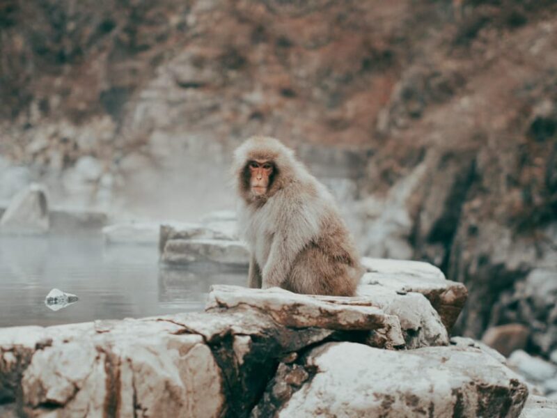 Tokyo: Nagano, Snow Monkeys and Zenko-ji Temple Private Tour - Zenko-ji Temple