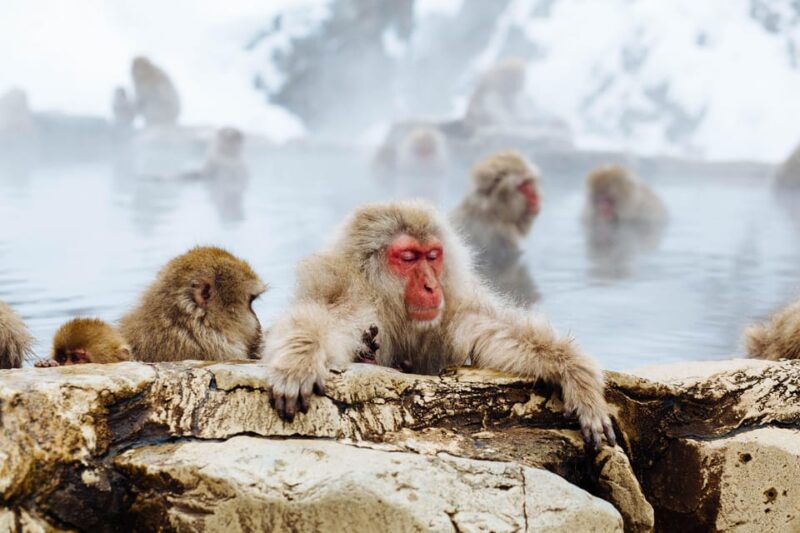 Tokyo: Nagano Tour With Snow Monkey Park & Zenko-Ji Temple - Matsushiro Castle Ruins: Exploring Historical Significance