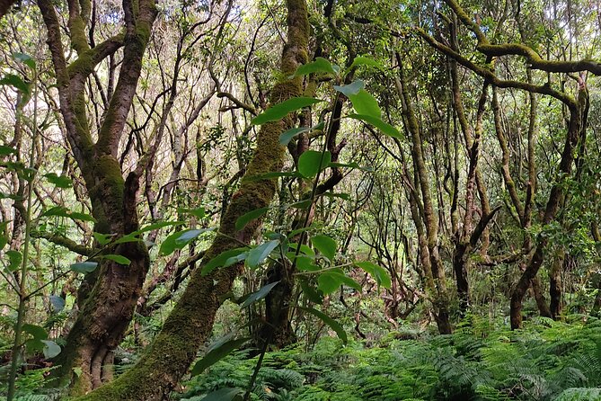 Transfer to Caldeirão Verde Levada Self-Guided Hike Queimadas - Guide Feedback