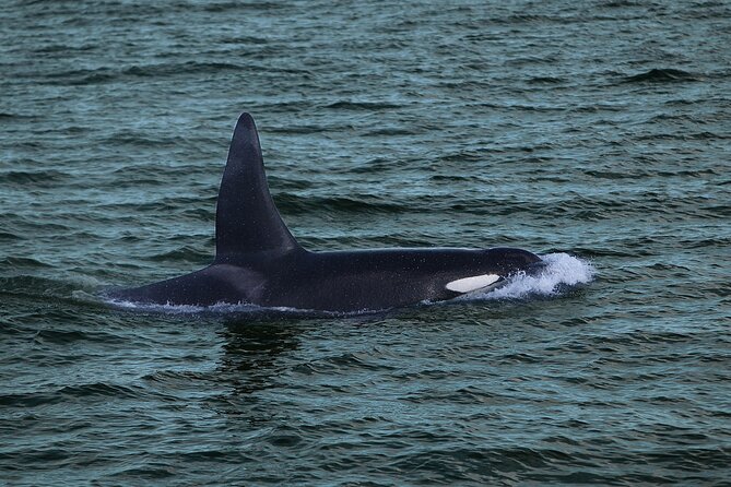 Whale Watching & Dolphin Yacht Cruise Review - Tips for the Experience