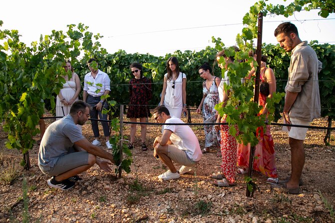 Wine Experience: Vineyard, Wines and Food - Sample Menu