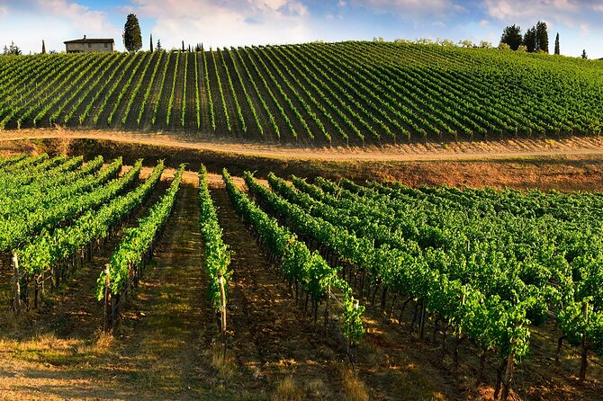 Wine Tasting in TWO Family Wineries Around Florence - Convenient Logistics for a Memorable Day