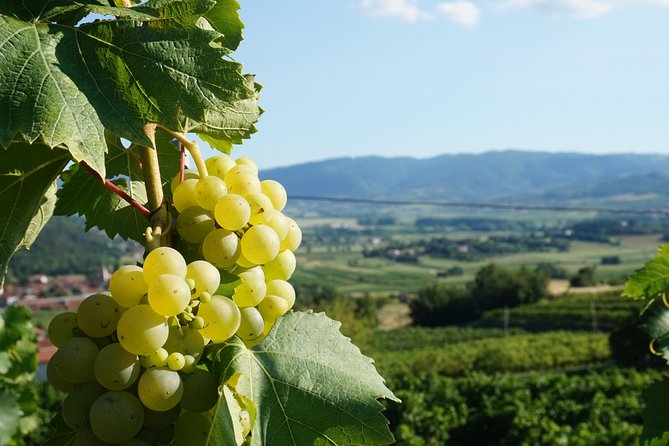 Wine Tourism Half Day Tour - What to Expect