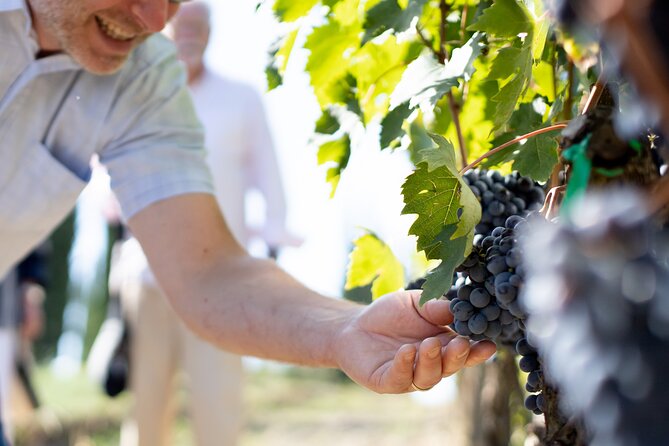 Winery Tour & Gourmet Tasting in Montalcino - The Winery Experience