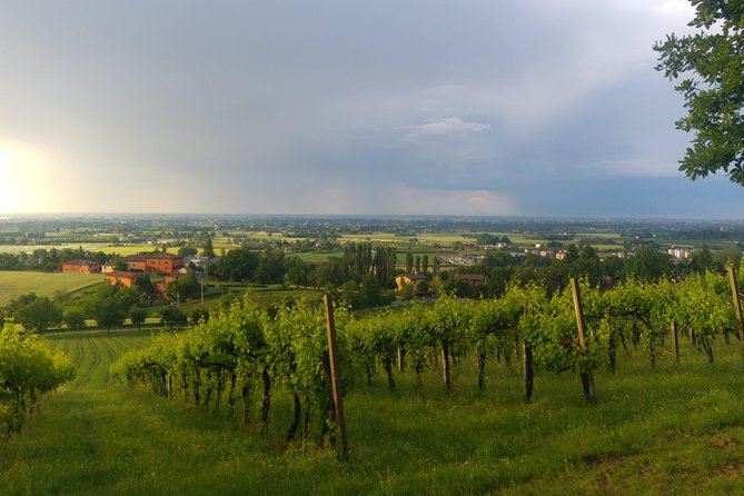 Winetour and Tasting on Bologna Hills, Guided by the Wine Grower - Exploring the Manaresi Wine Estate