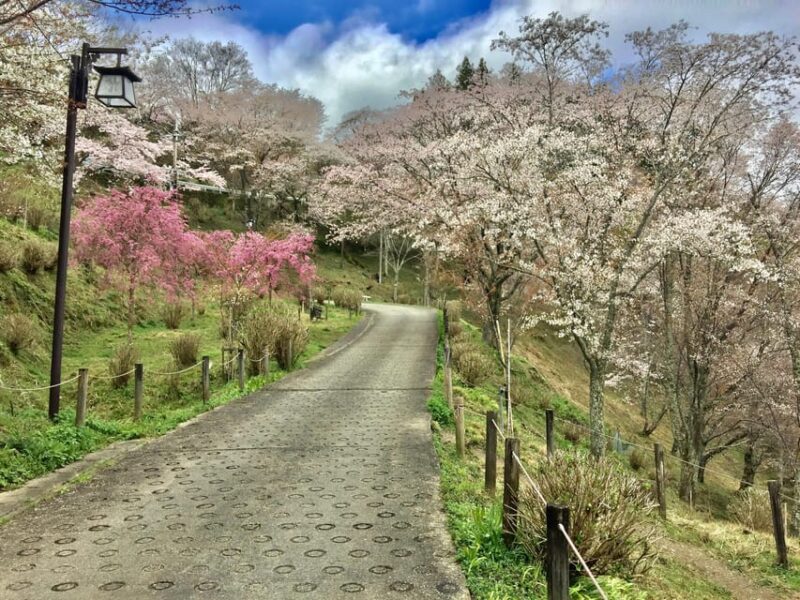 Yoshino: Private Guided Tour & Hiking in a Japanese Mountain - Inclusions and Additional Costs
