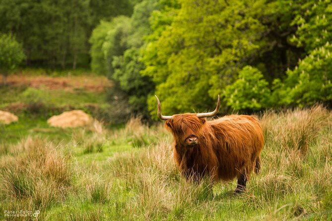 1-Day Loch Ness Discovery Tour From Glasgow - Discovering Loch Ness