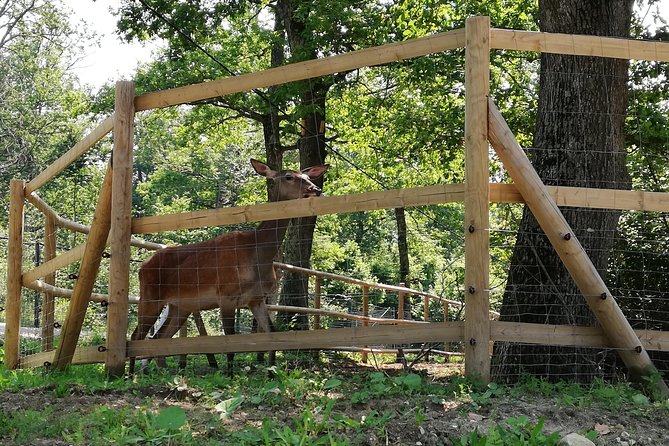 Bear Sanctuary and Draculas Castle, 1-day Private Tour - Uncovering the Mysteries of Bran Castle