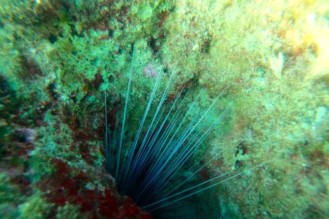 Chania Guided Snorkeling and Boat Excursion - Guided Tour and Local Expertise