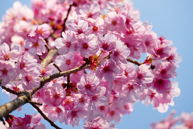 Cherry Blossom Private Tour - Guide Expertise