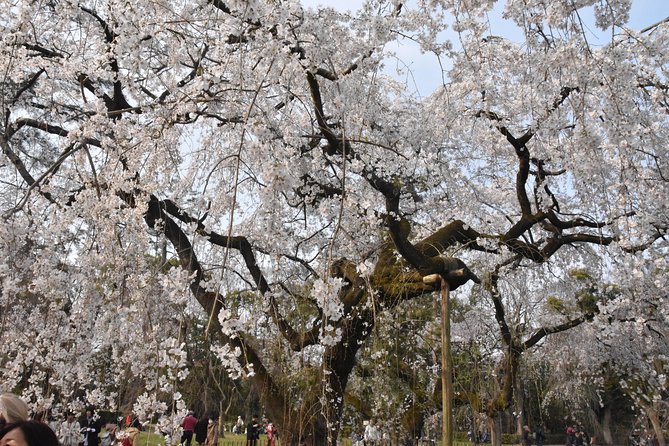 Cycle Kyotos Hidden Gems & Gion Stroll - Navigating Kyotos Peaceful Riverside Paths