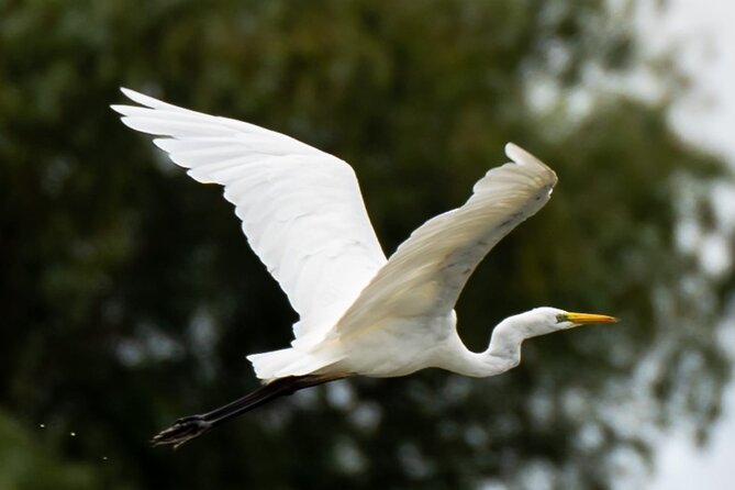 Danube Delta - Private Tour - Biosphere National Park - Addressing Challenges and Recommendations